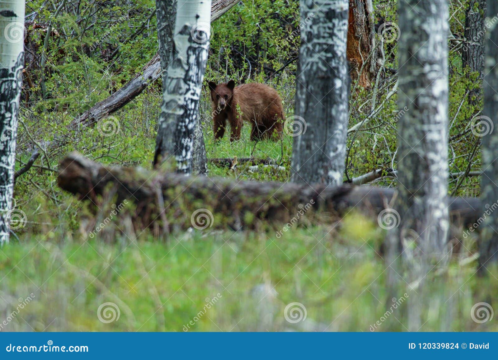 Bear in Colorado stock photo. Image of duck, edge, eating - 120339824