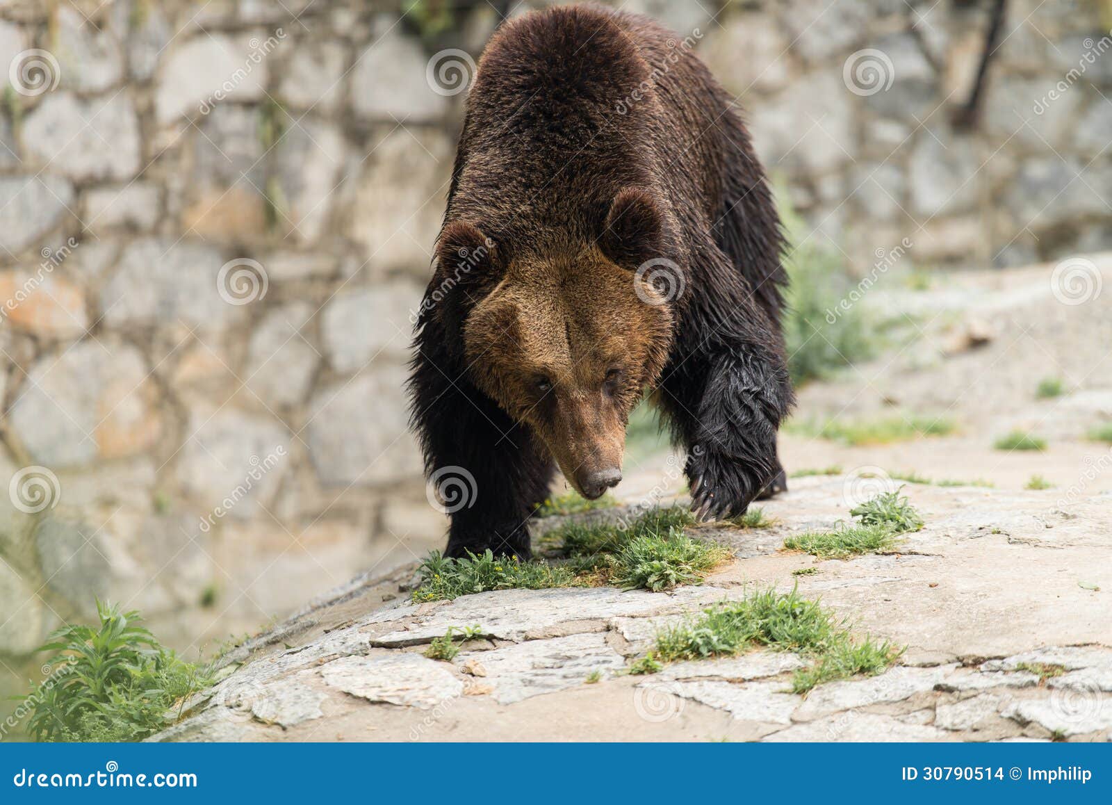 Bear is coming stock photo. Image of ears, black, grizzly - 30790514