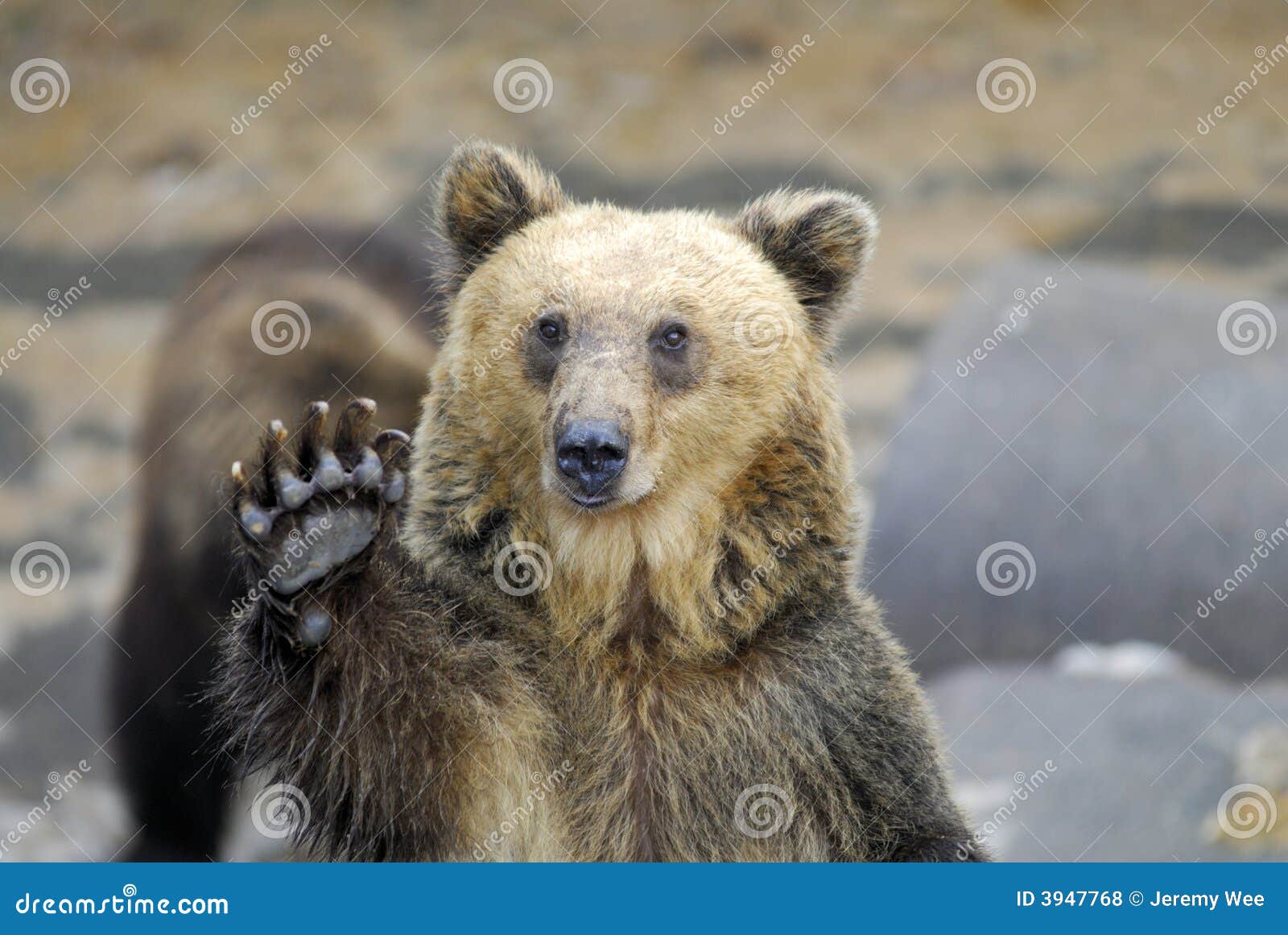 Bear Communication stock photo. Image of humor, communicate - 3947768