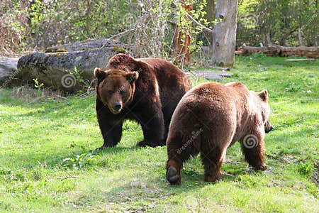 Bear couple stock photo. Image of wood, mammals, brown - 784240