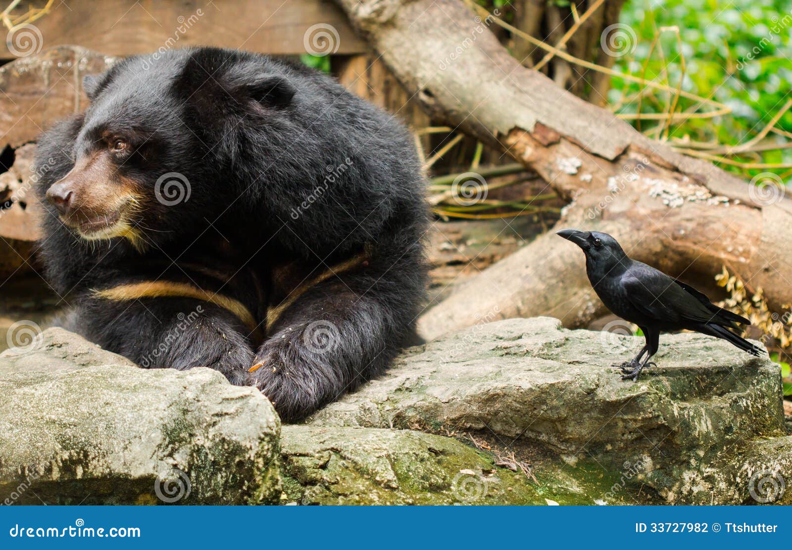 Bear and Crow. stock photo. Image of largebilled, life - 33727982