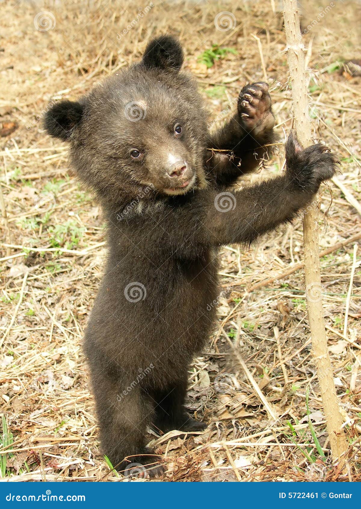 Bear cub stock image. Image of carnivore, tree, bear, forest - 5722461
