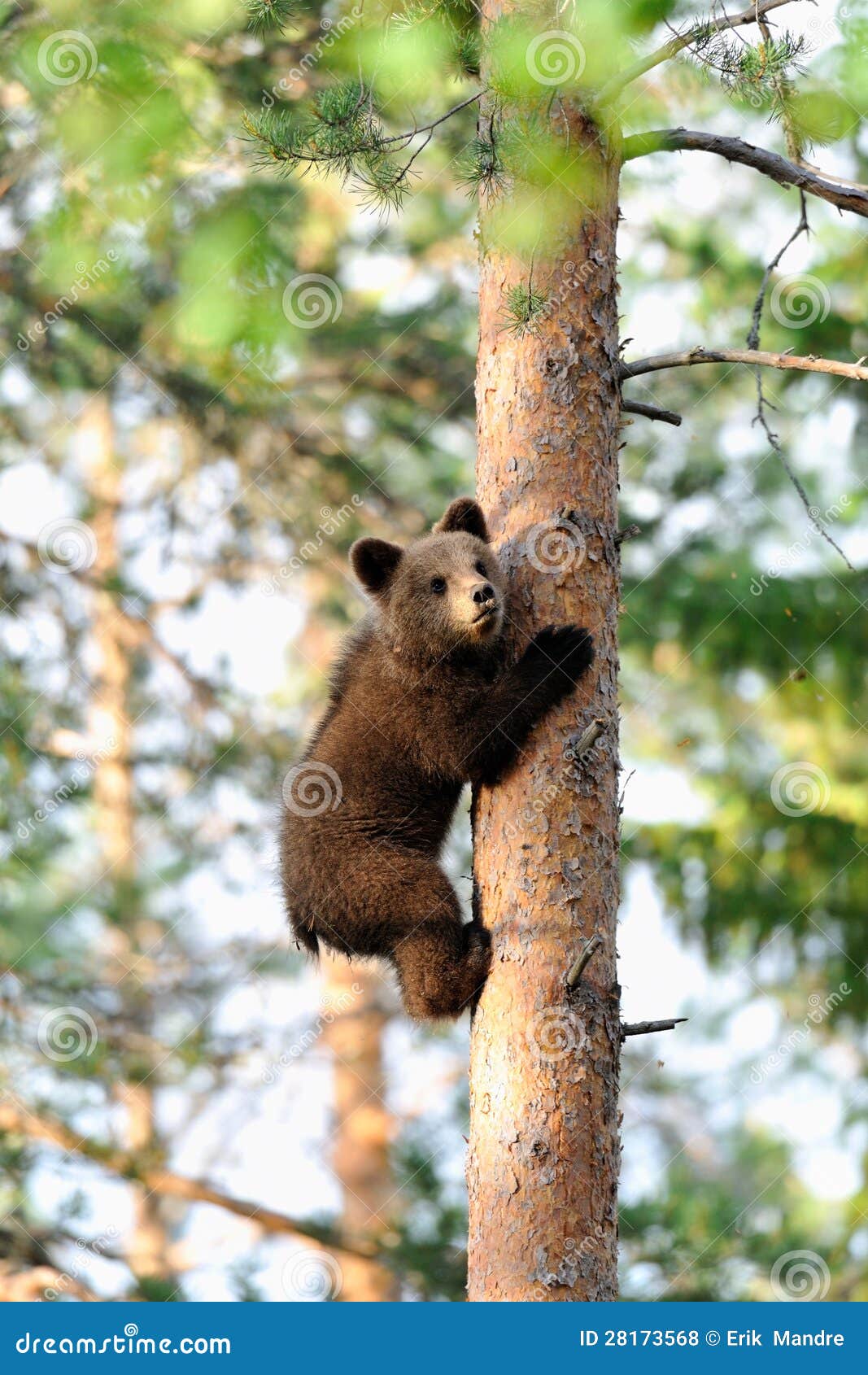 Bear cub climb up a tree stock photo. Image of summertime - 28173568