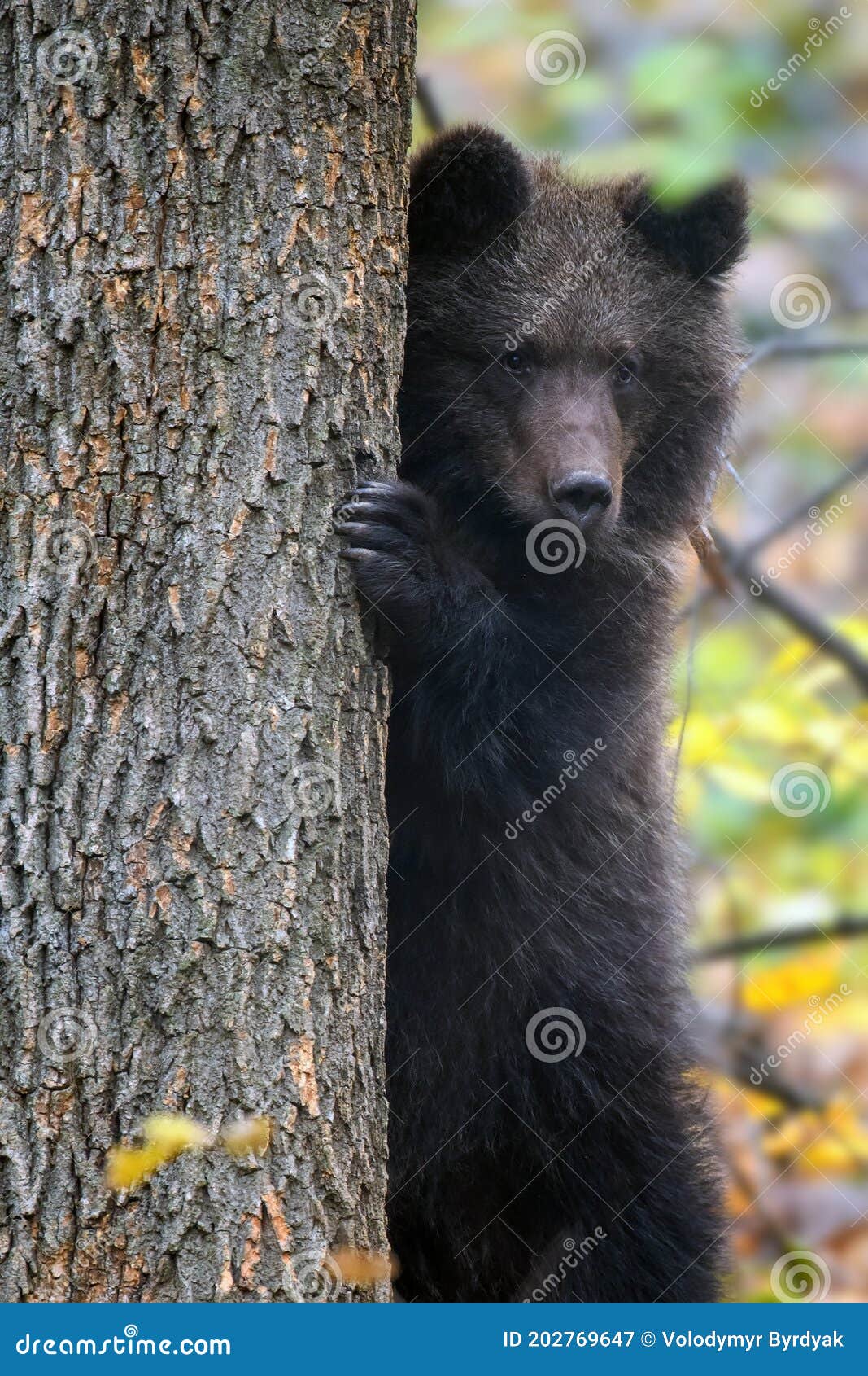 Bear Cub Clings To the Side of the Tree Stock Image - Image of grizzly ...