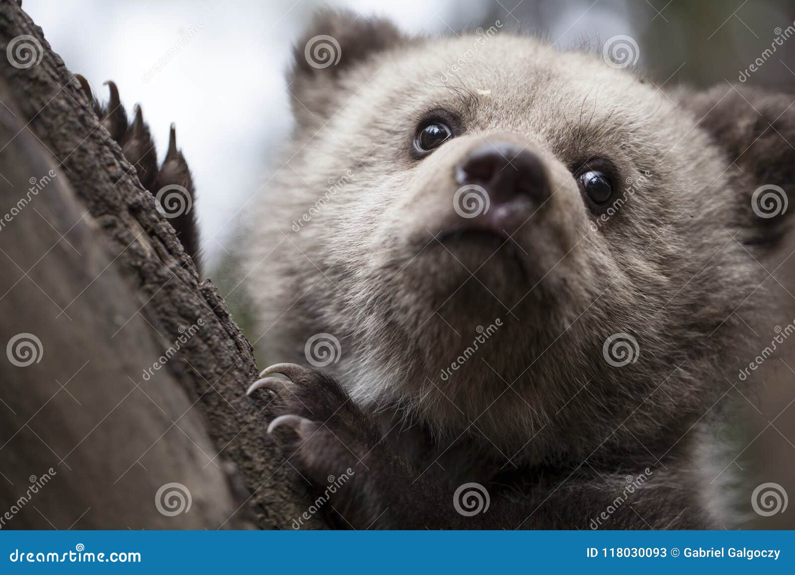Bear Cub Closeup with Claws and Head Stock Image - Image of mammal ...