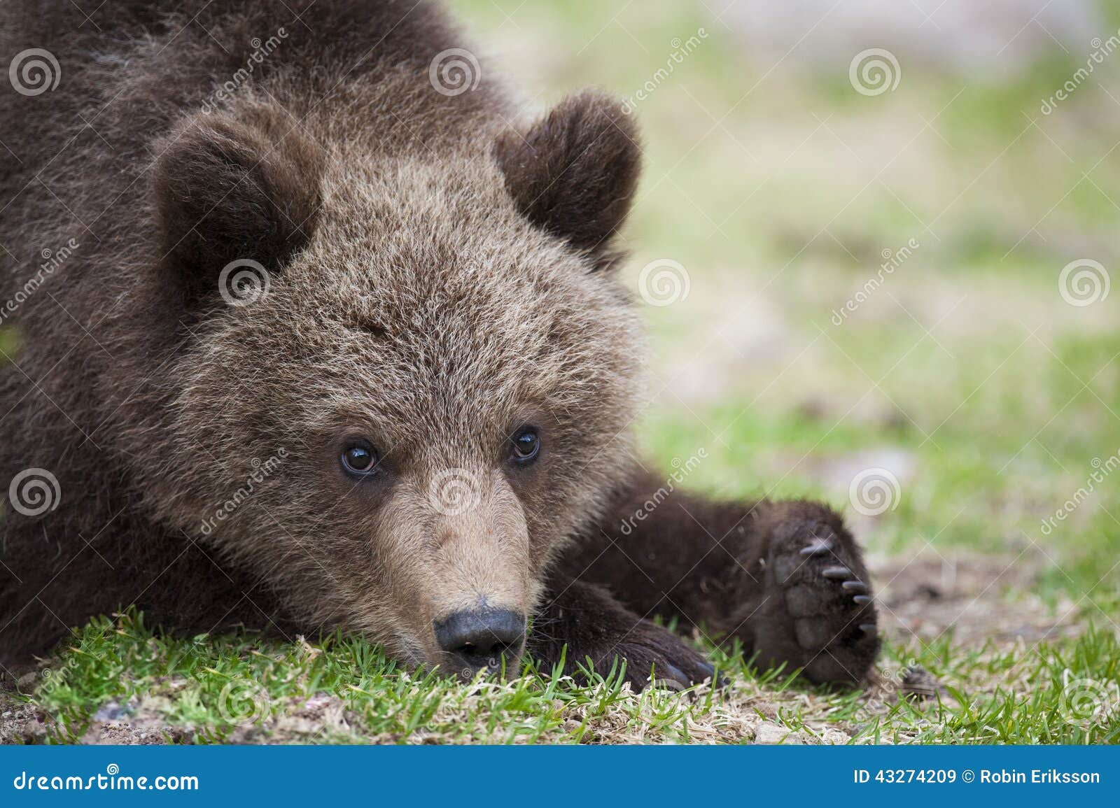 A bear cub stock image. Image of forest, brown, bear - 43274209