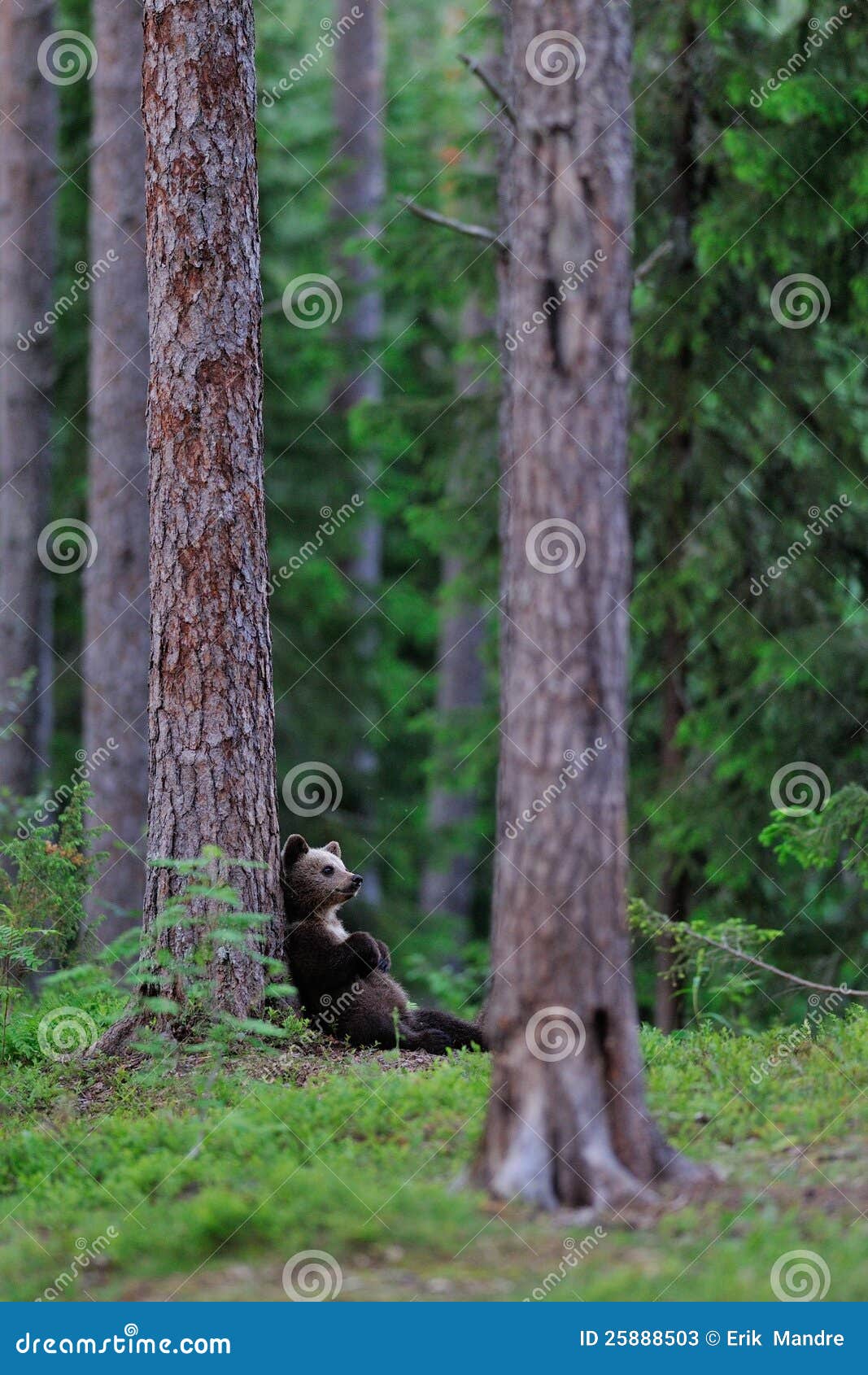 Bear Cub Lying Against a Tree Stock Image - Image of small, ursus: 25888503