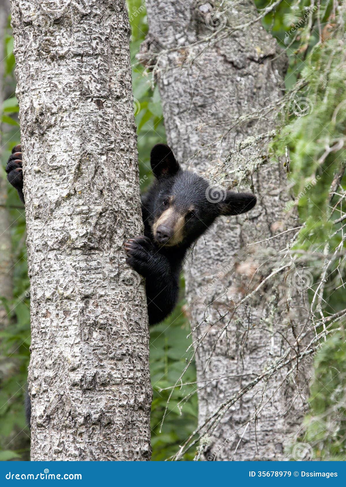 Bear Cub Peeking Around Tree Stock Image - Image of mammal, nature ...