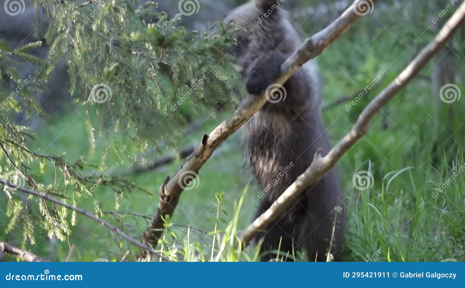 Bear Cub Playing and Pulling on Tree Branch Stock Video - Video of pull ...