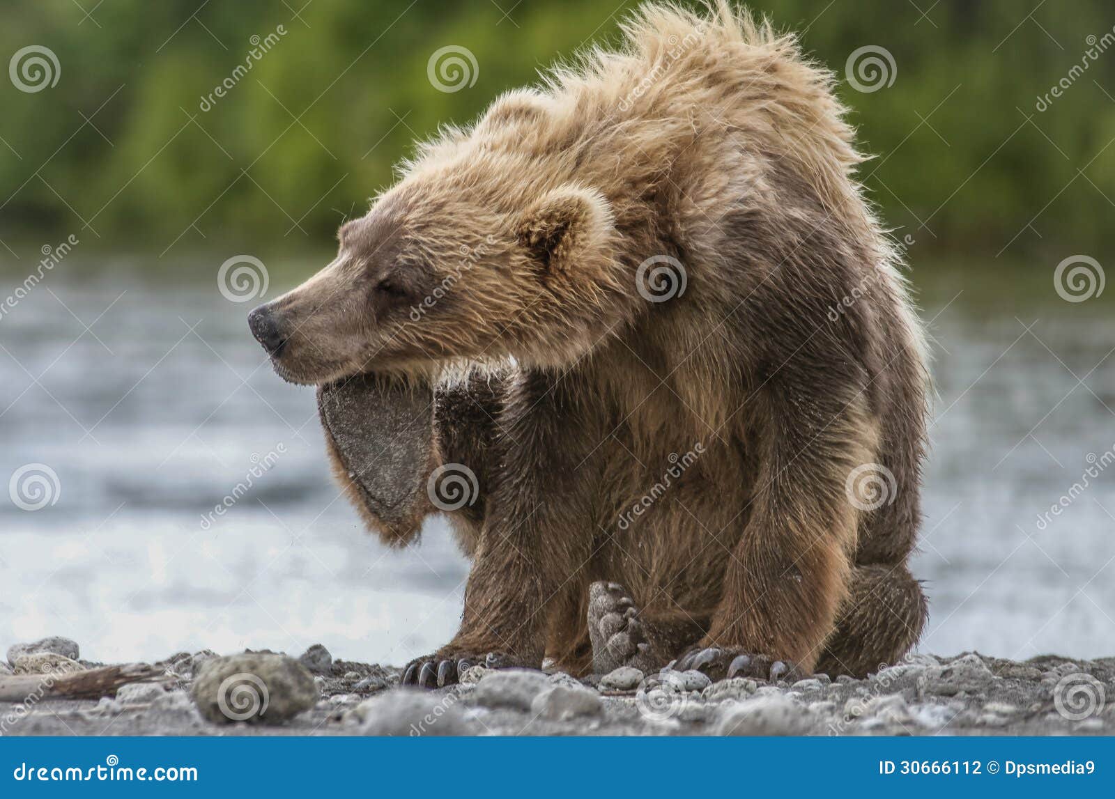 Bear cub stock photo. Image of horribilus, baby, animal - 30666112