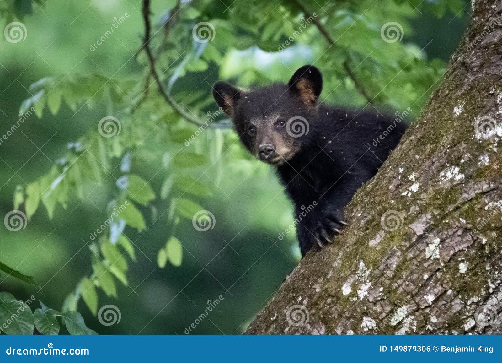 Bear cub in a tree stock photo. Image of sitting, cute - 149879306