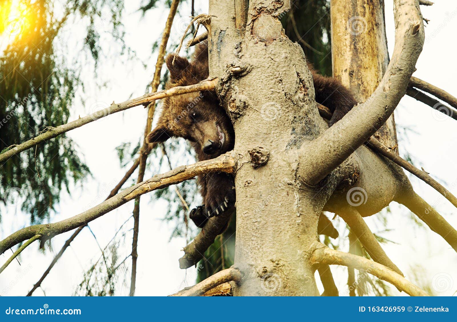 Bear Cub In Tree Stock Image Image Of Nature Brown 163426959