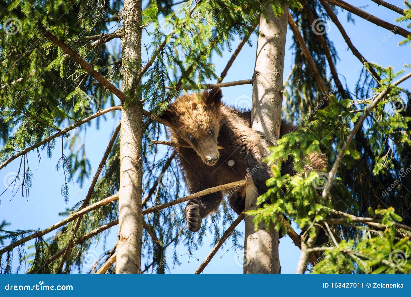 Bear Cub in Tree stock image. Image of forest, climbing - 163427011