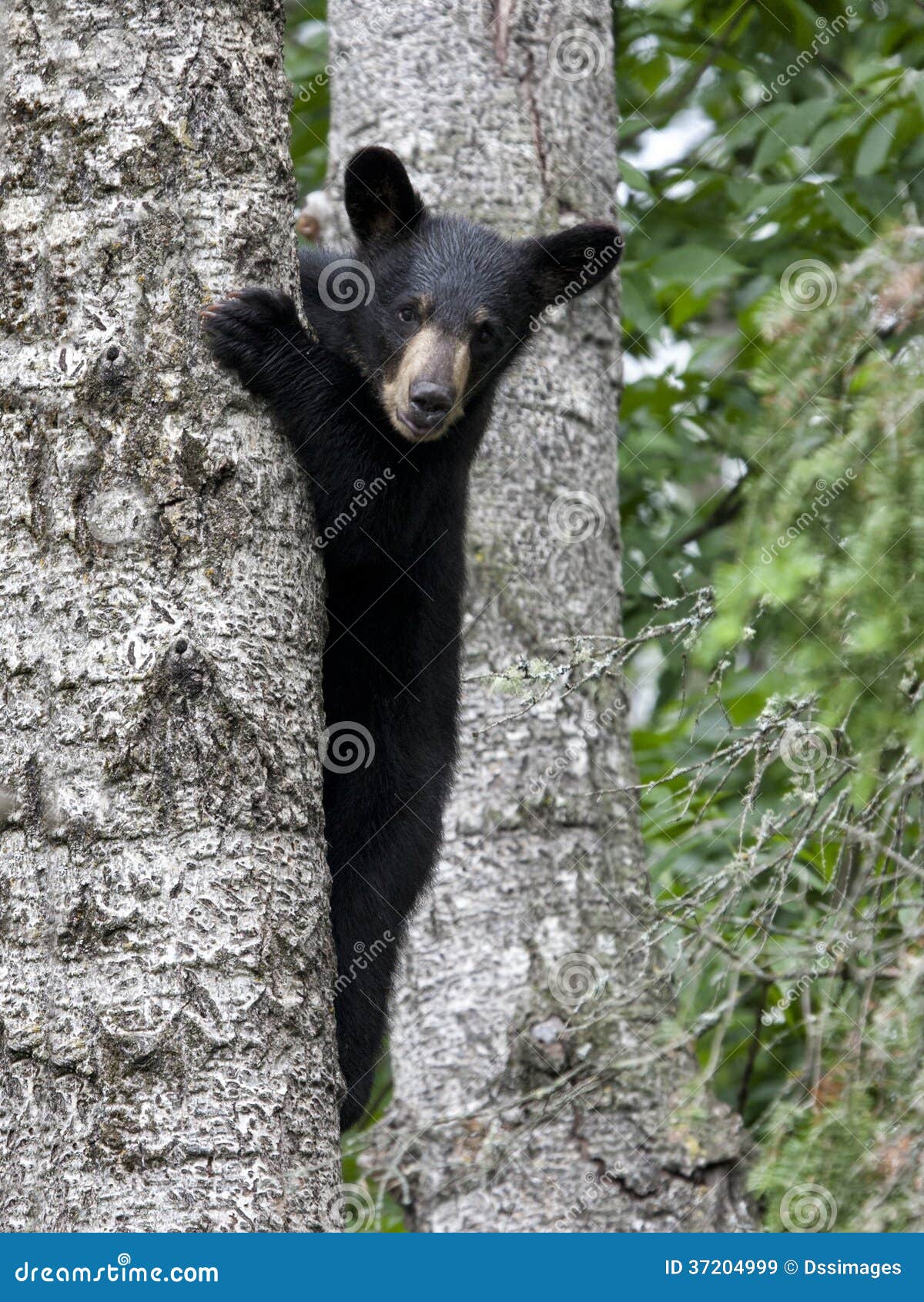 Bear Cub in Tree stock image. Image of outdoors, predator - 37204999