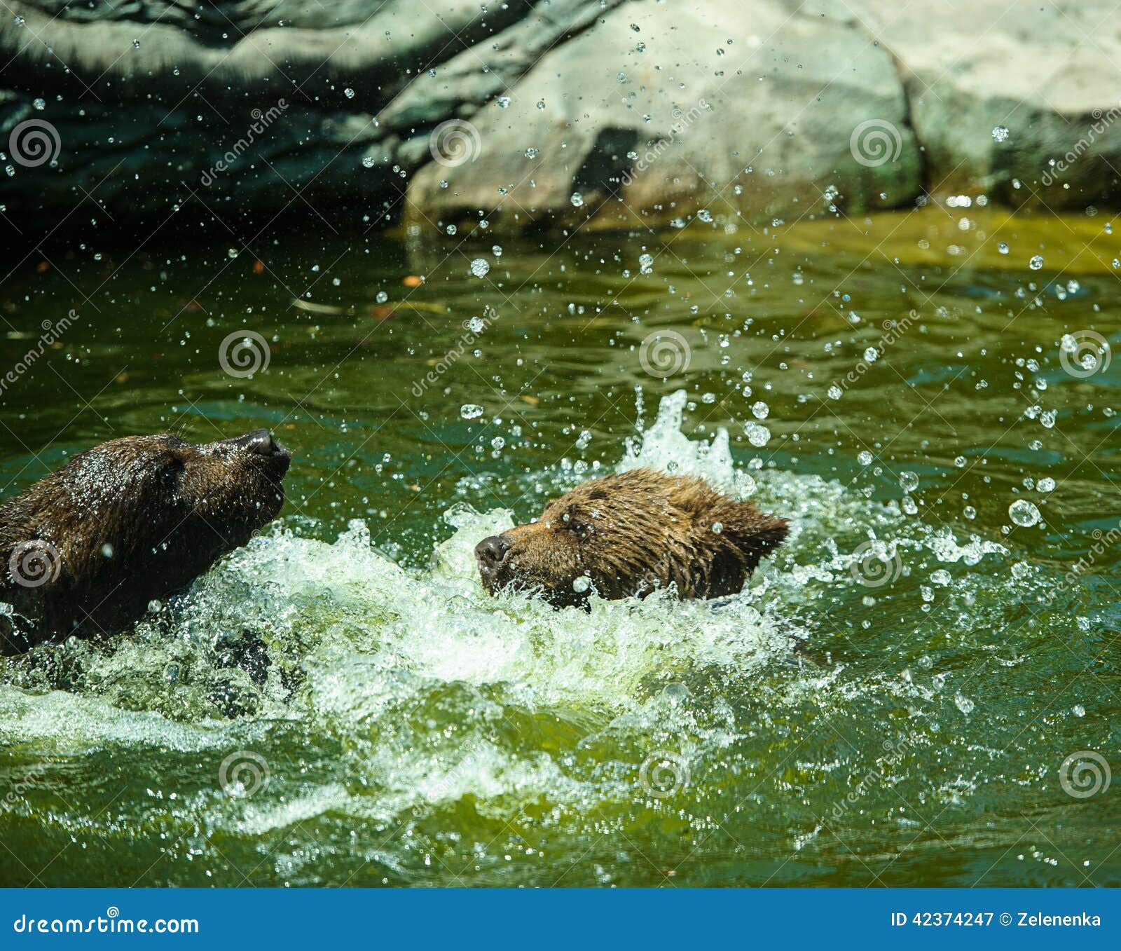 Bear Cub in water stock image. Image of cautious, bears - 42374247