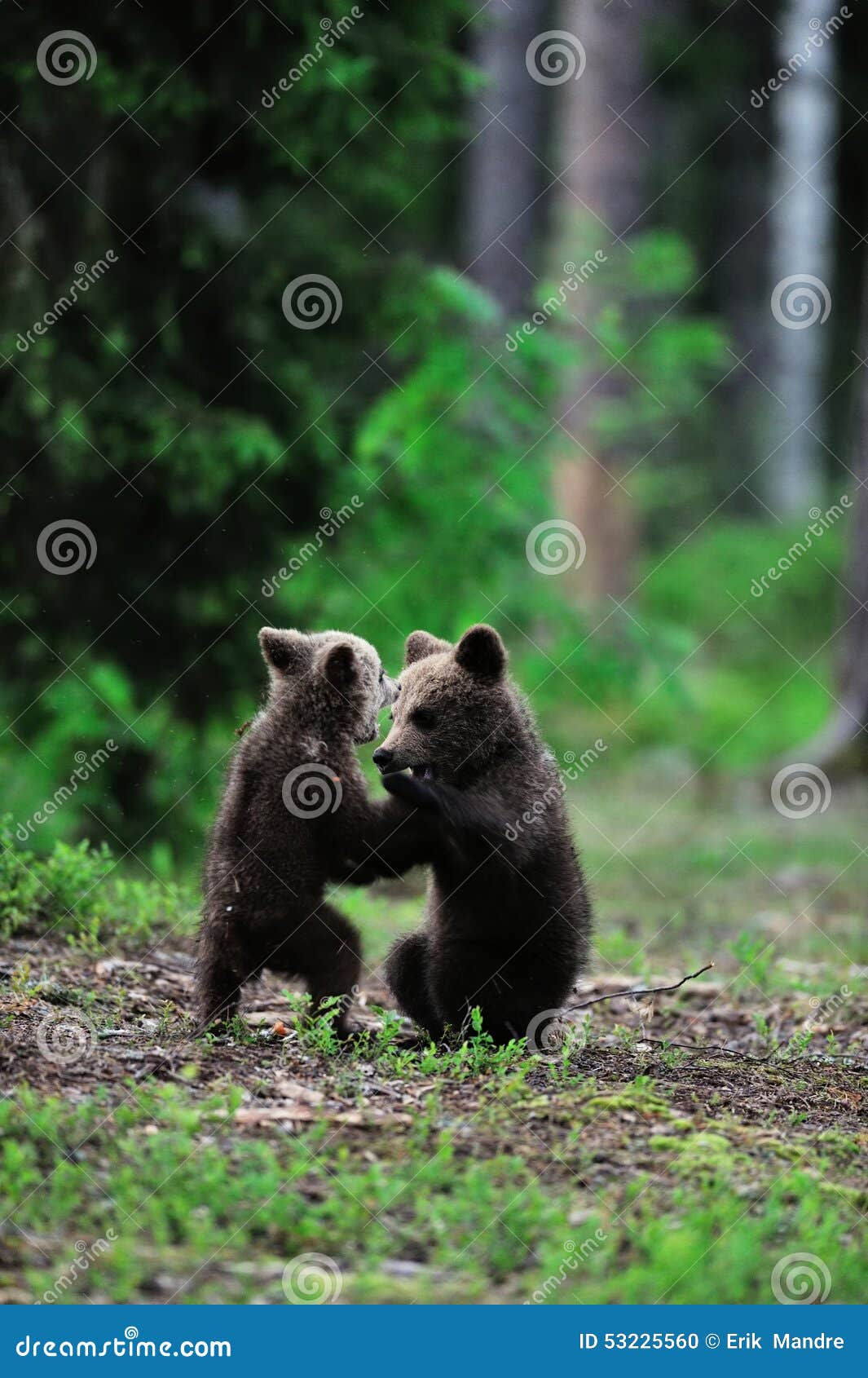Bear cubs fighting stock photo. Image of active, cute - 53225560
