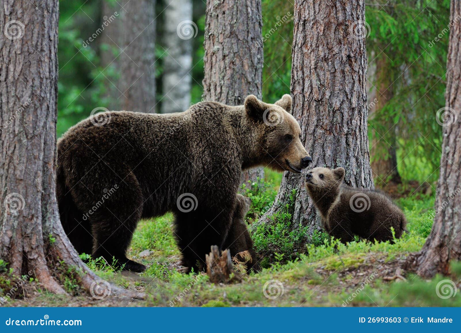 Bear with Cubs in the Forest Stock Image - Image of brown, evening ...