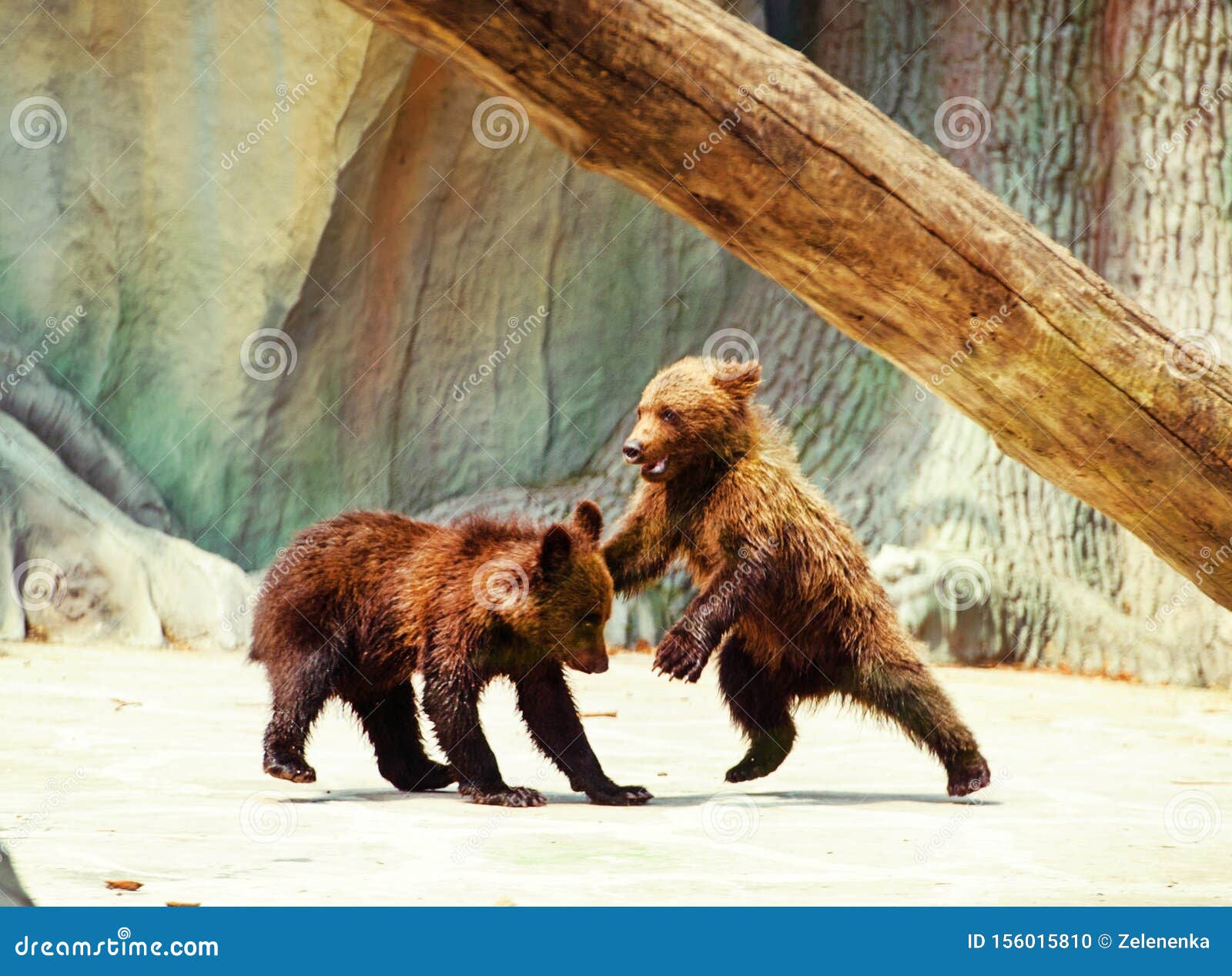 Bear cubs playing stock photo. Image of black, family - 156015810