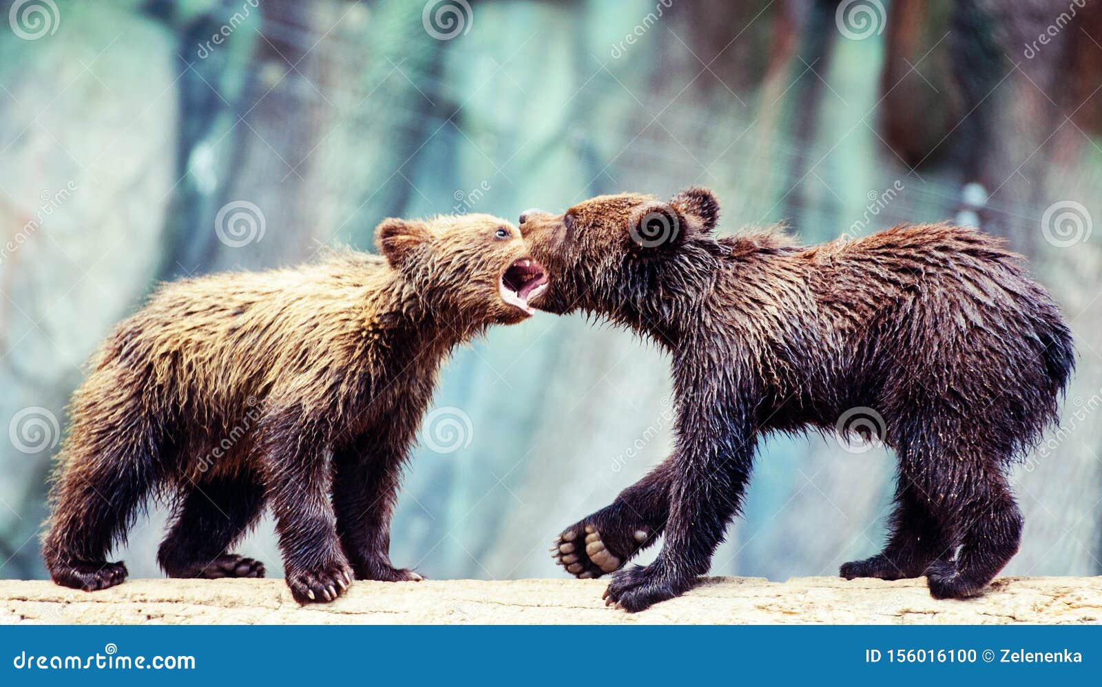 Bear cubs playing stock photo. Image of park, grizzly - 156016100