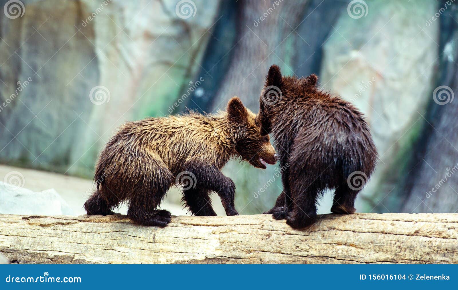 Bear cubs playing stock photo. Image of nature, evening - 156016104