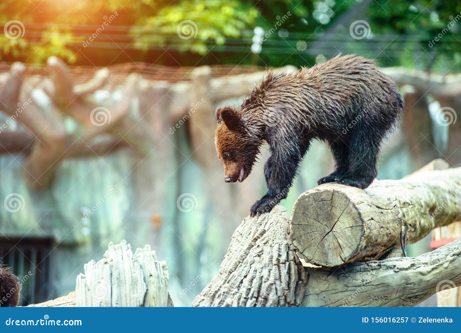 Bear cubs playing stock image. Image of adorable, nordic - 156016257