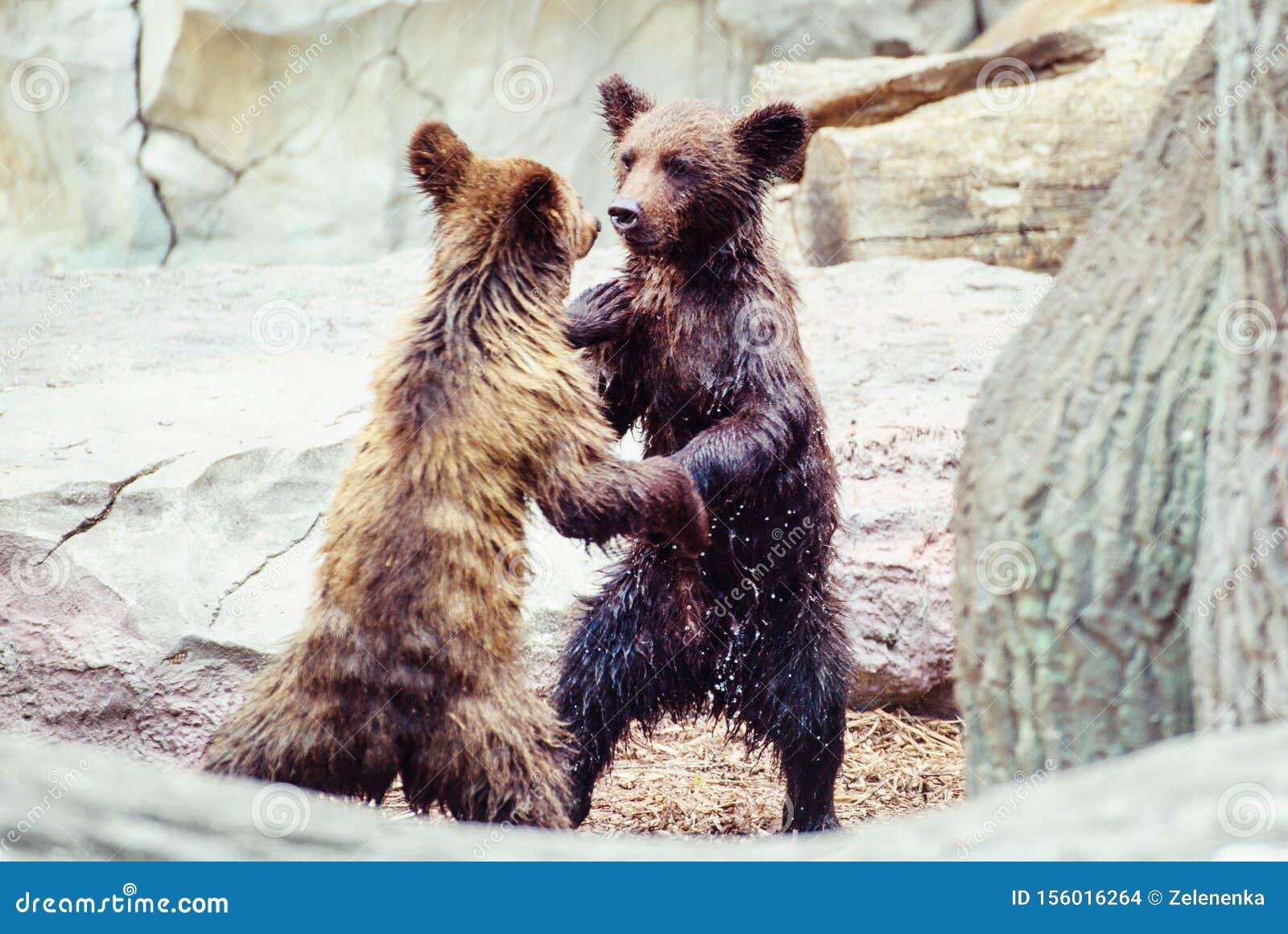 Bear cubs playing stock photo. Image of baby, chill - 156016264