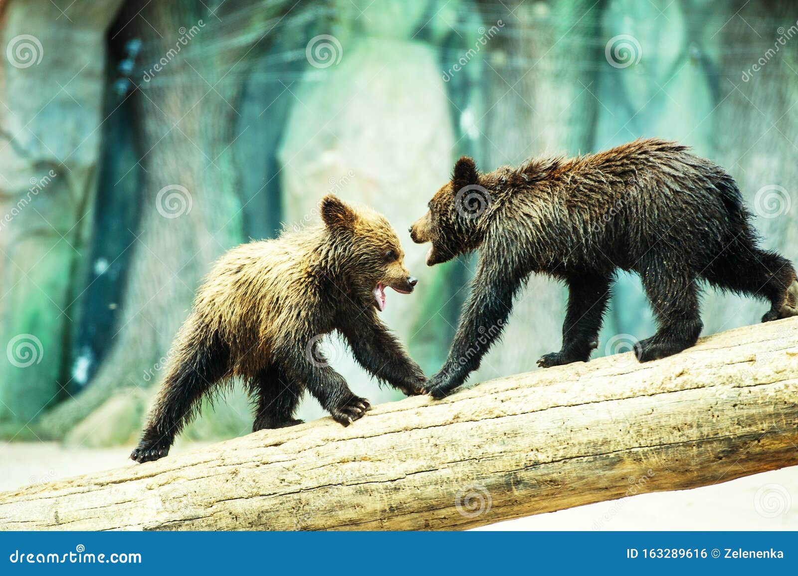 Bear cubs playing stock photo. Image of cute, fighting - 163289616