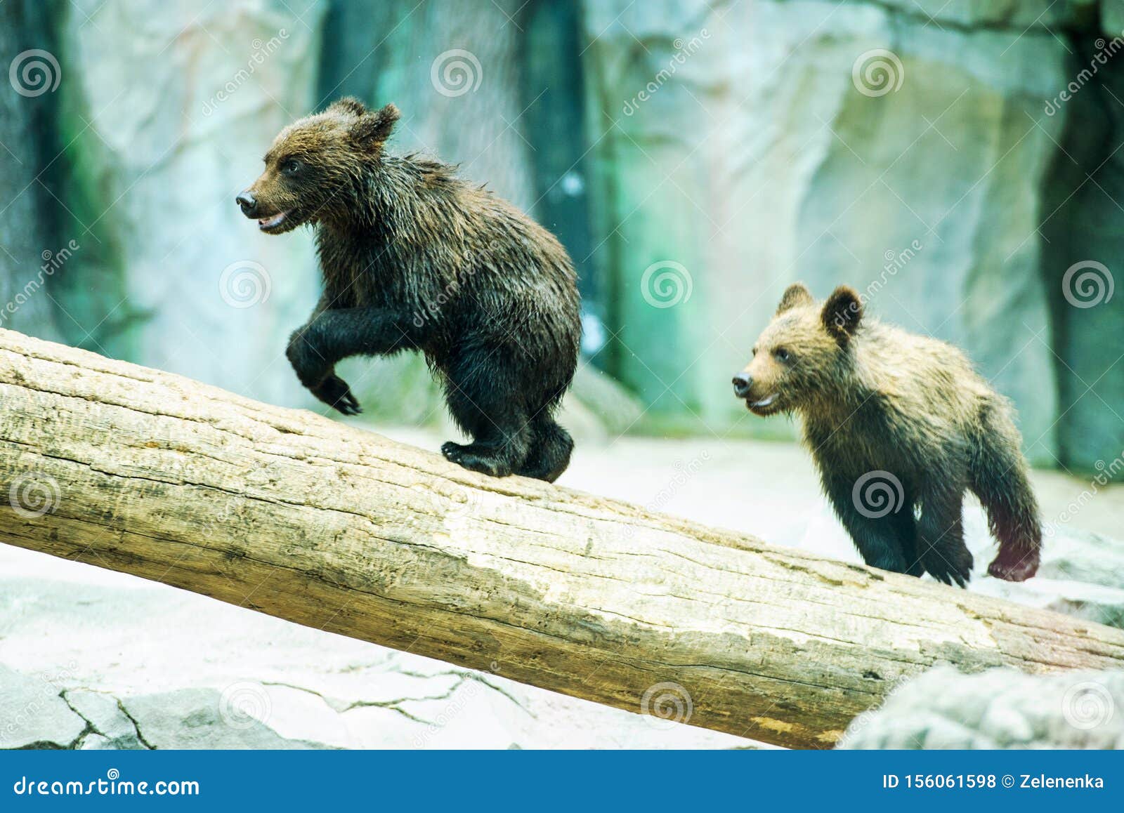 Bear cubs playing stock photo. Image of cute, arctos - 156061598