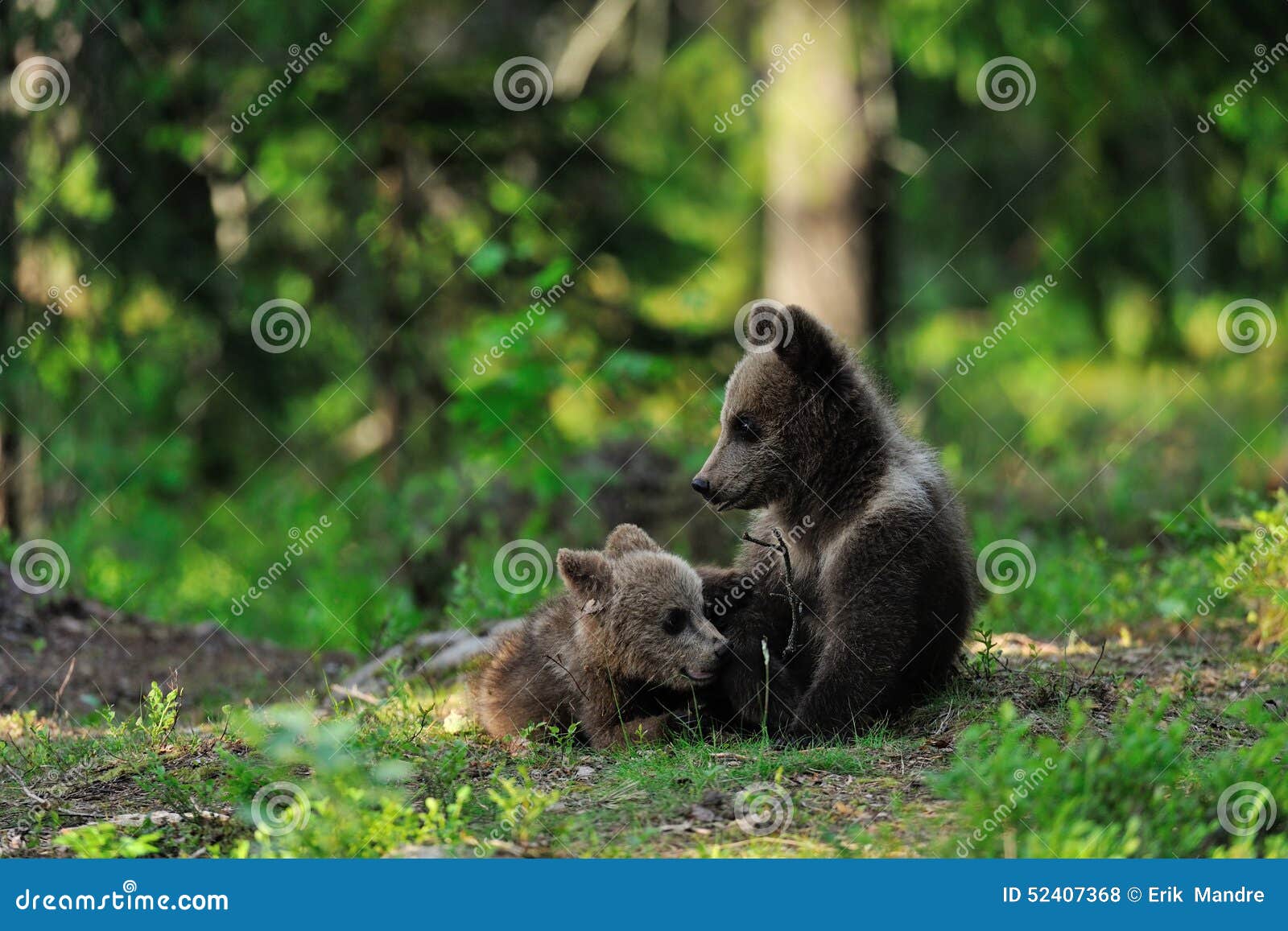 Bear cubs playing stock photo. Image of small, playing - 52407368