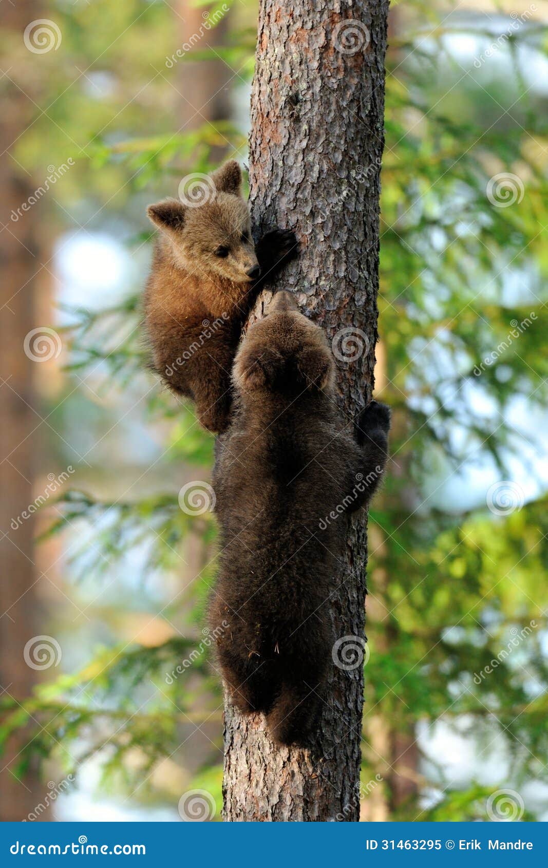 Bear cubs on tree stock image. Image of small, baby, moment - 31463295