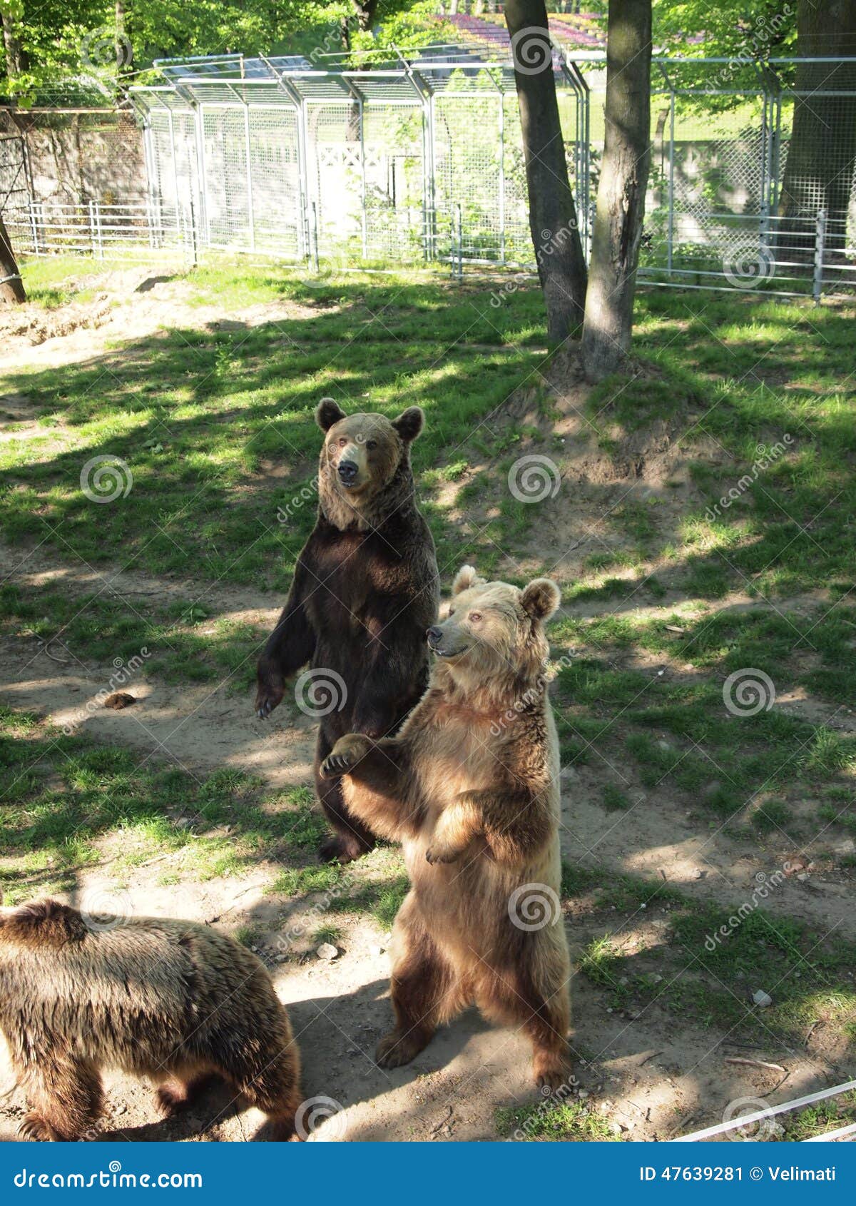 Bear Cubs at the Zoo Dancing Stock Image - Image of dance, bear: 47639281