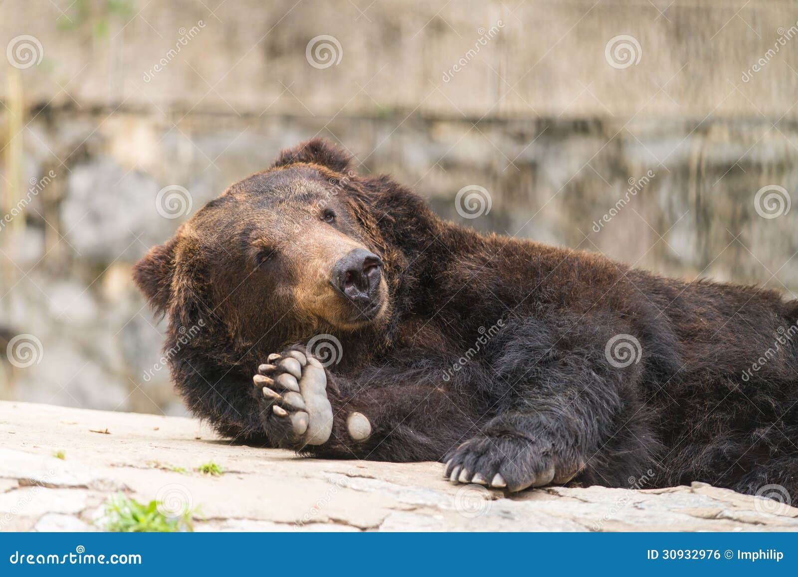 Bear stock photo. Image of animals, cute, happy, grizzley - 30932976