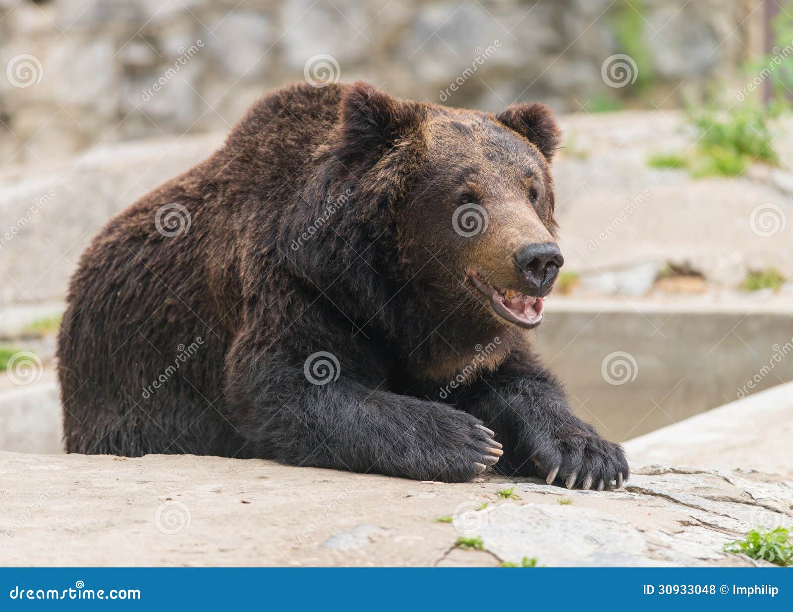 Bear stock photo. Image of rock, large, happy, claws - 30933048