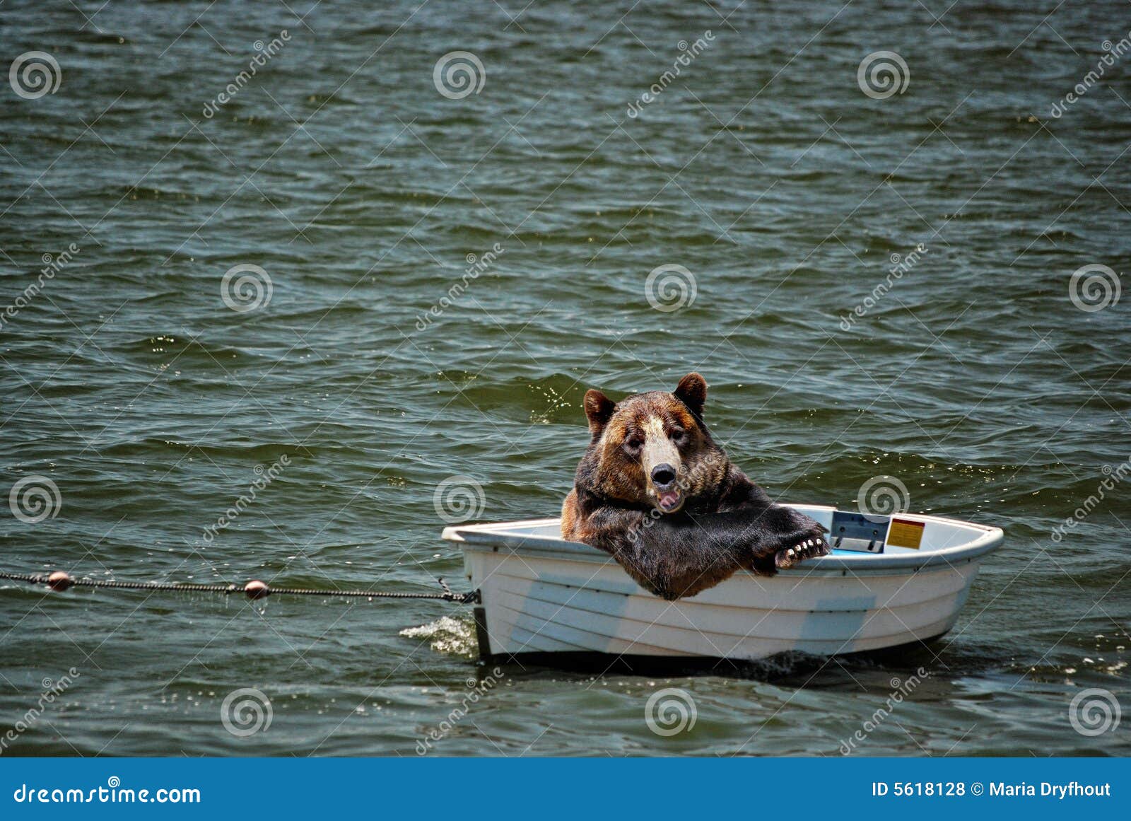 Happy Black Bear in Small Boat Stock Photo - Image of tiny, marine: 5618128