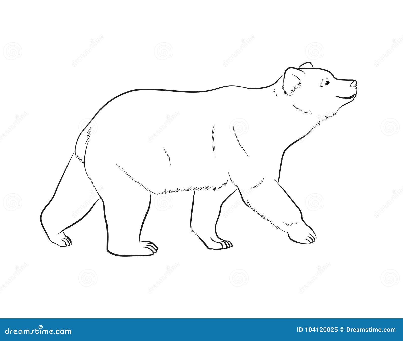 Bear Drawing Vector Illustration Stock Vector - Illustration of ...