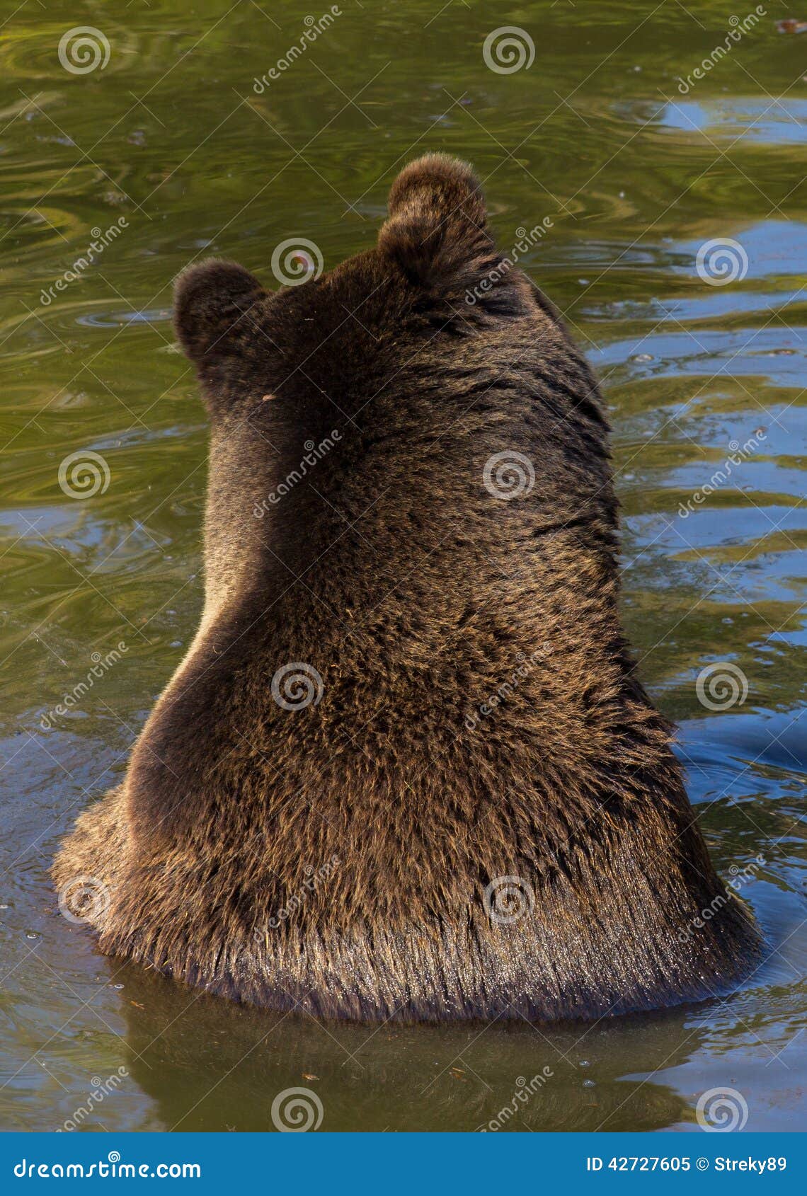 Bear ears stock image. Image of water, brown, animal - 42727605