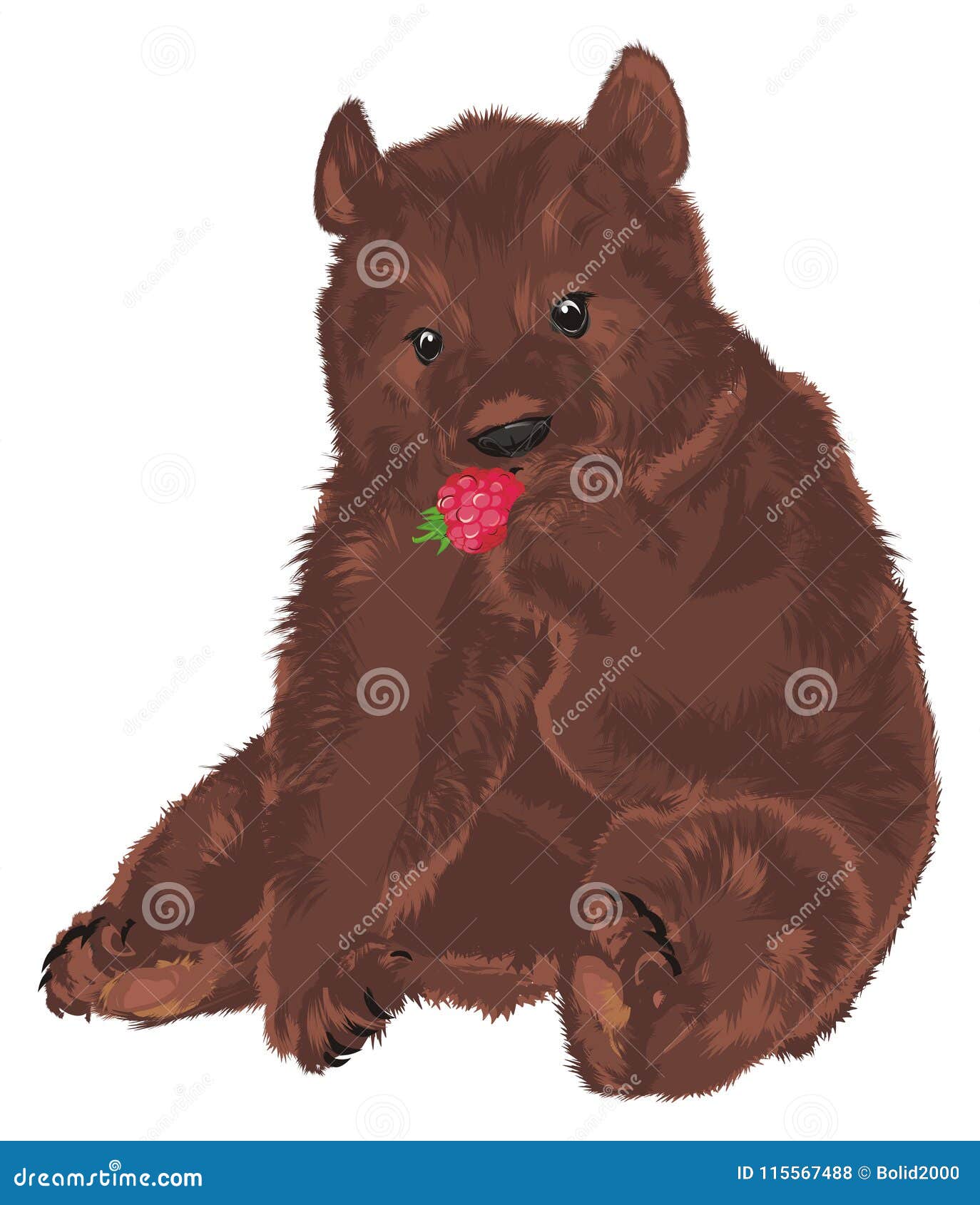 Bear eat raspberry stock illustration. Illustration of kind - 115567488