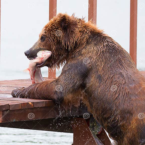 Bear eating fish stock photo. Image of russia, fish, walking - 92840806