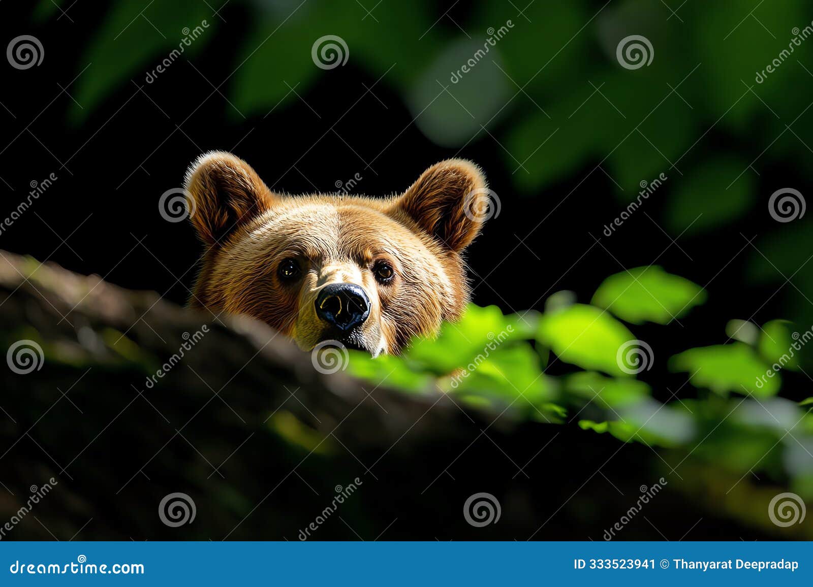 A Bear Emerging from the Shadows of a Dense Forest, with Its Fur ...
