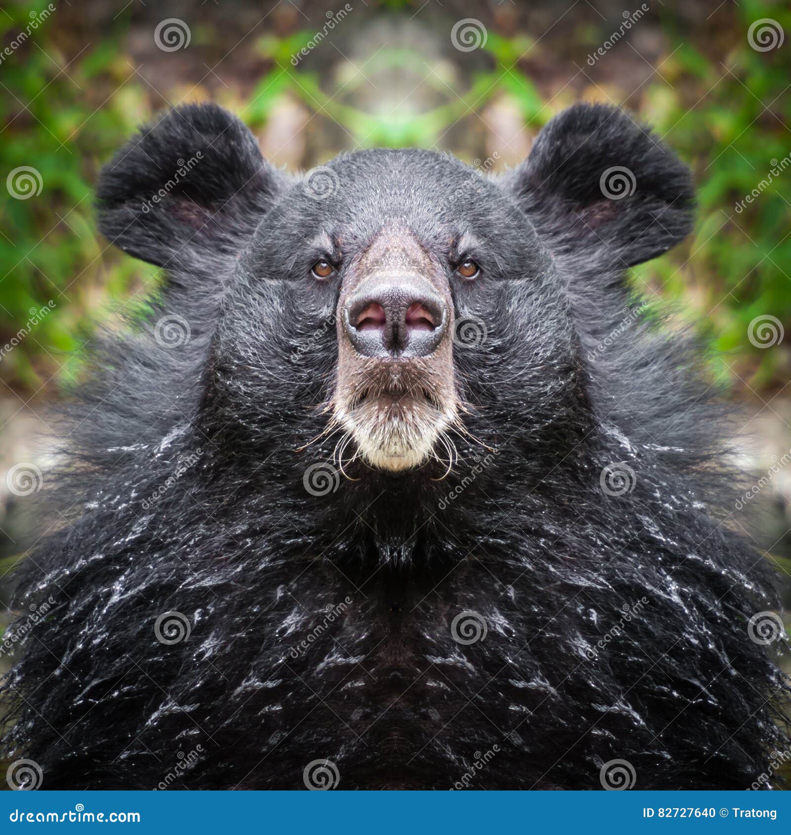 Bear face close up stock photo. Image of bear, wildlife - 82727640