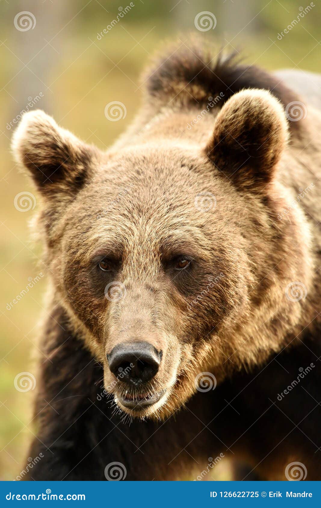 Bear Face Images - Download 24,550 Royalty Free Photos - Page 3