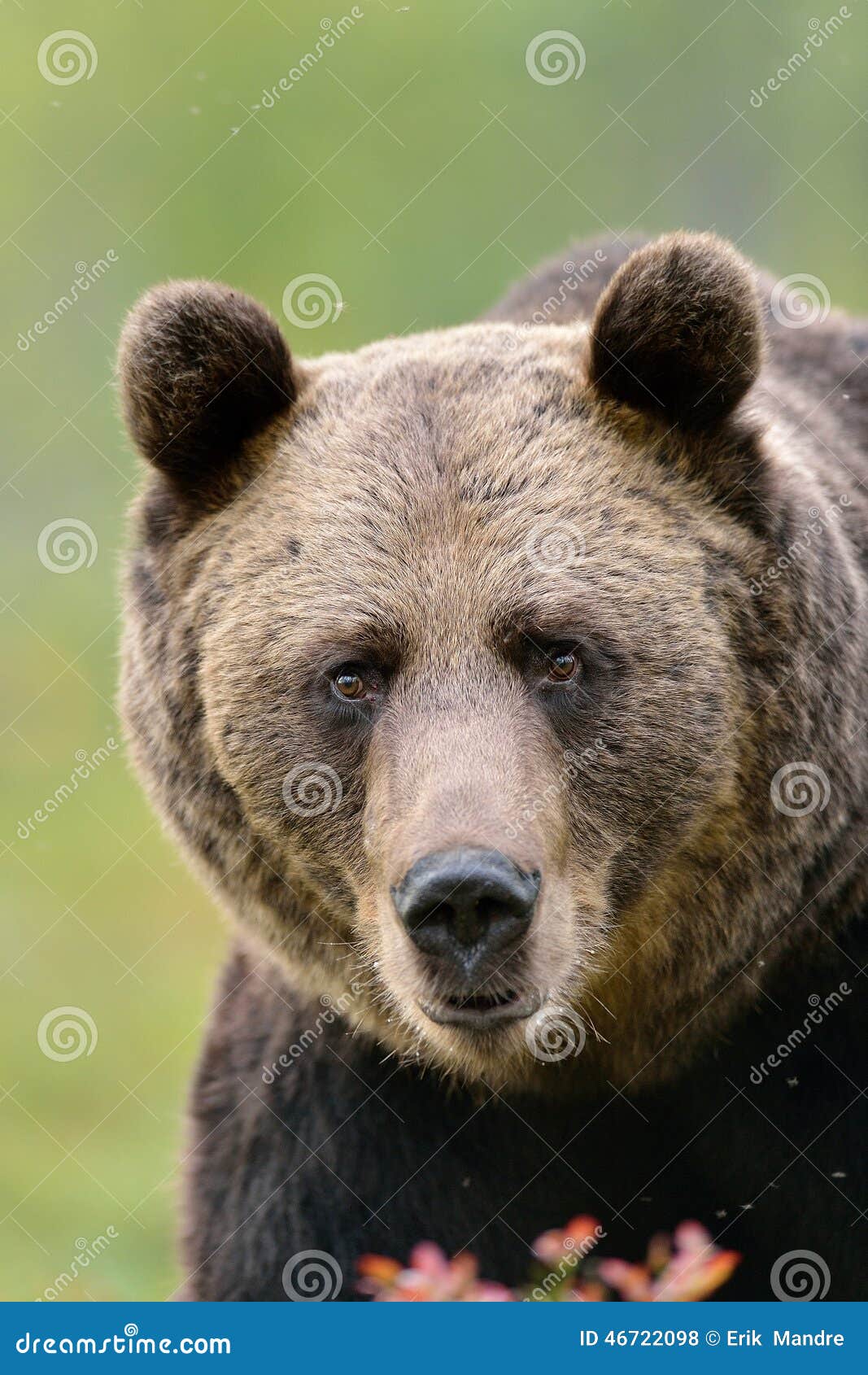 Bear face stock photo. Image of wild, wildness, predator - 46722098