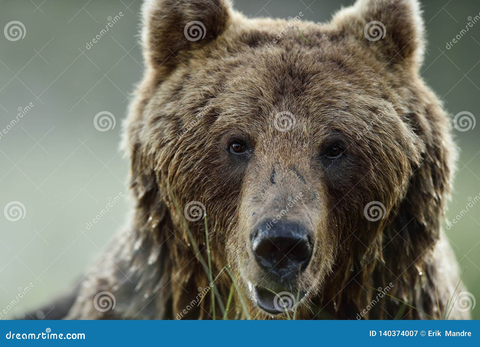 Bear face. bear portrait stock image. Image of close - 140374007