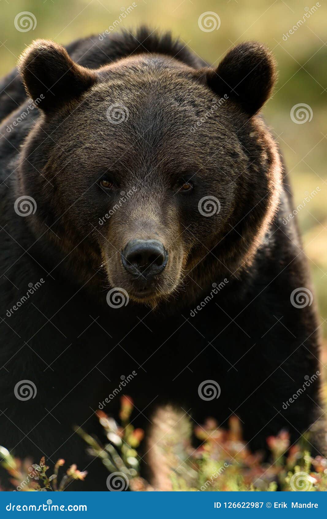 Bear face, bear portrait stock image. Image of european - 126622987