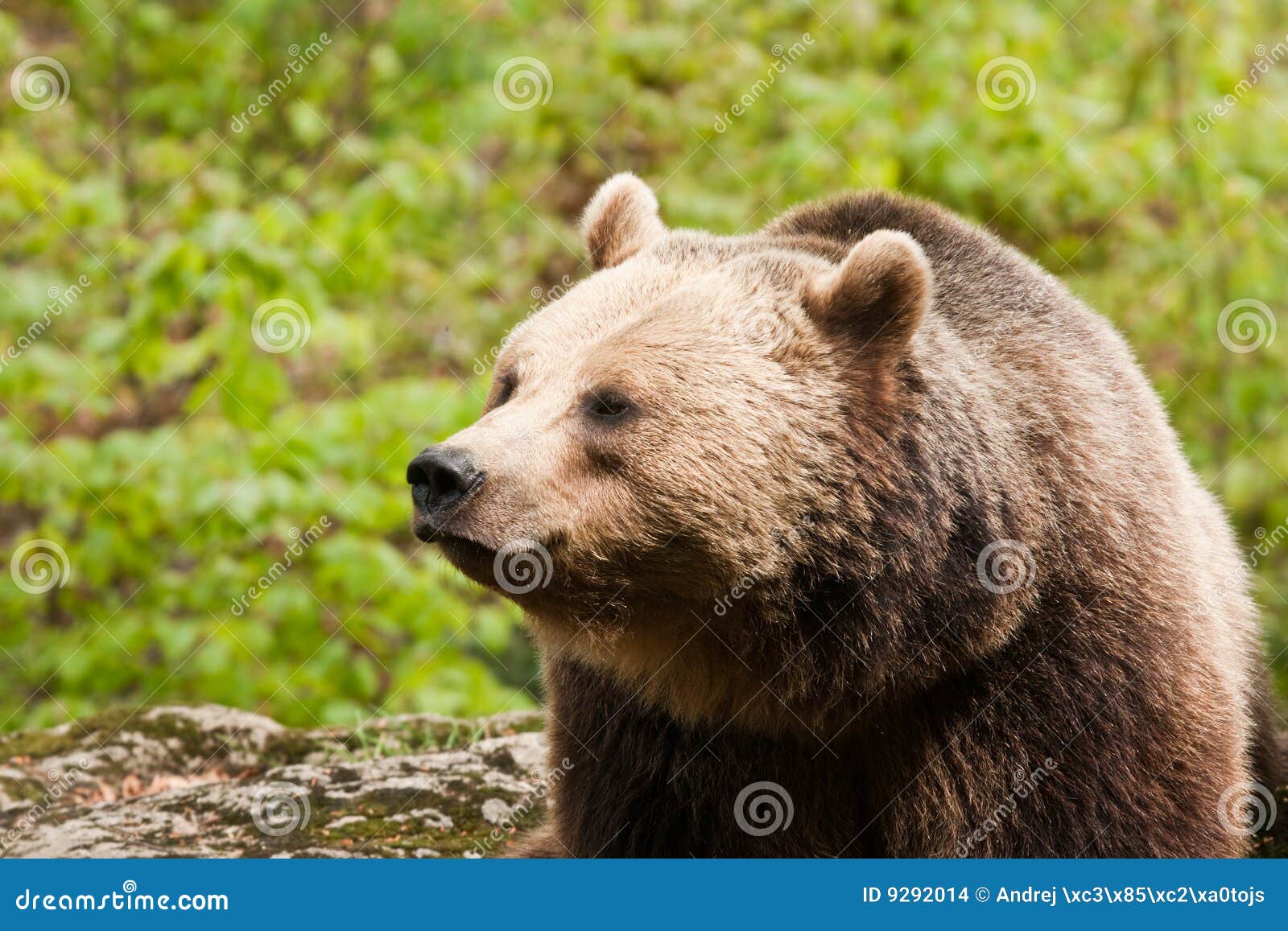 Bear facing left stock photo. Image of outdoor, furry - 9292014