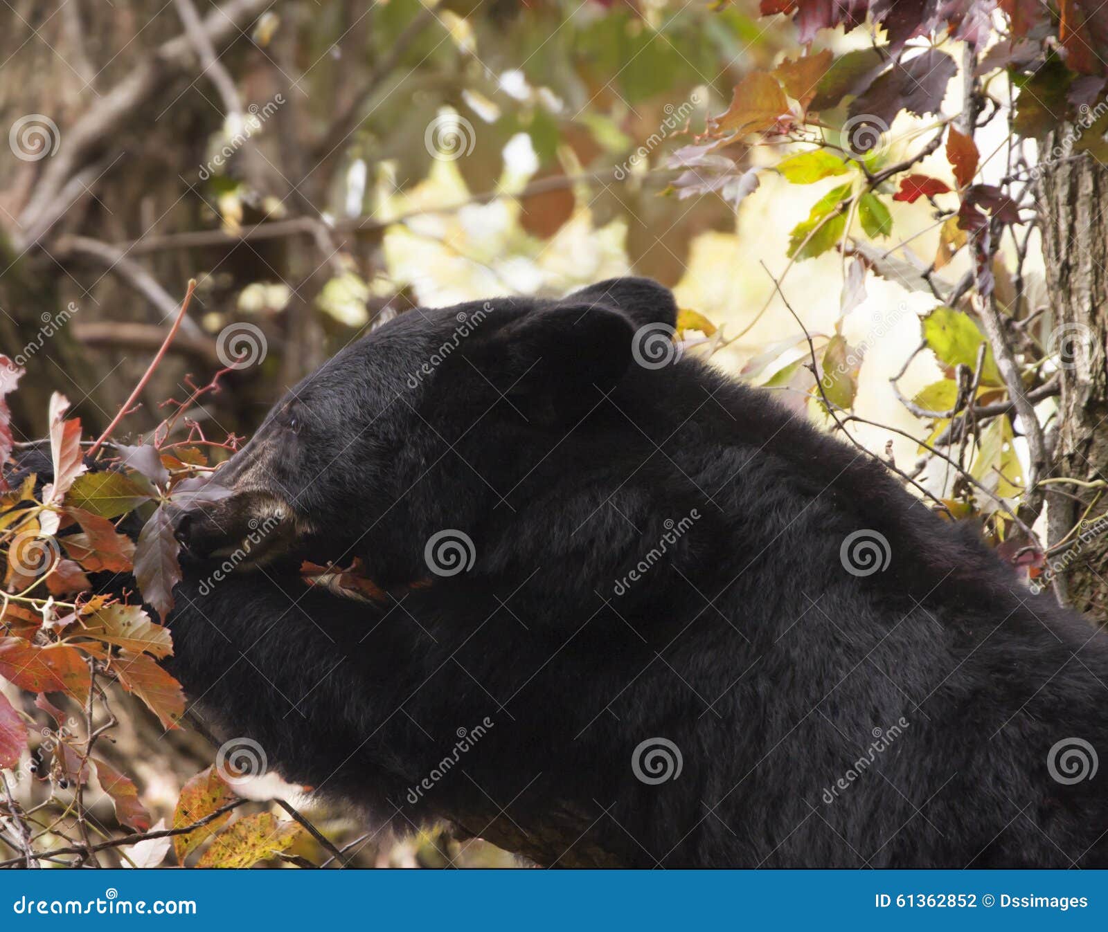 Bear in Fall Foliage stock photo. Image of color, autumn - 61362852