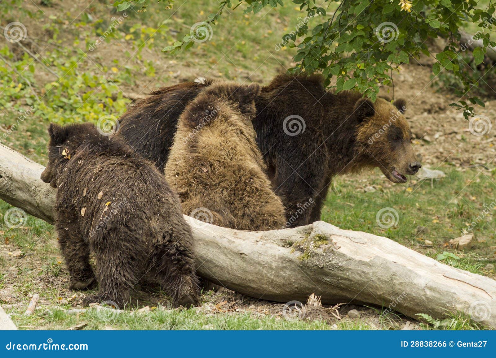 Bear family stock photo. Image of outdoors, landscape - 28838266