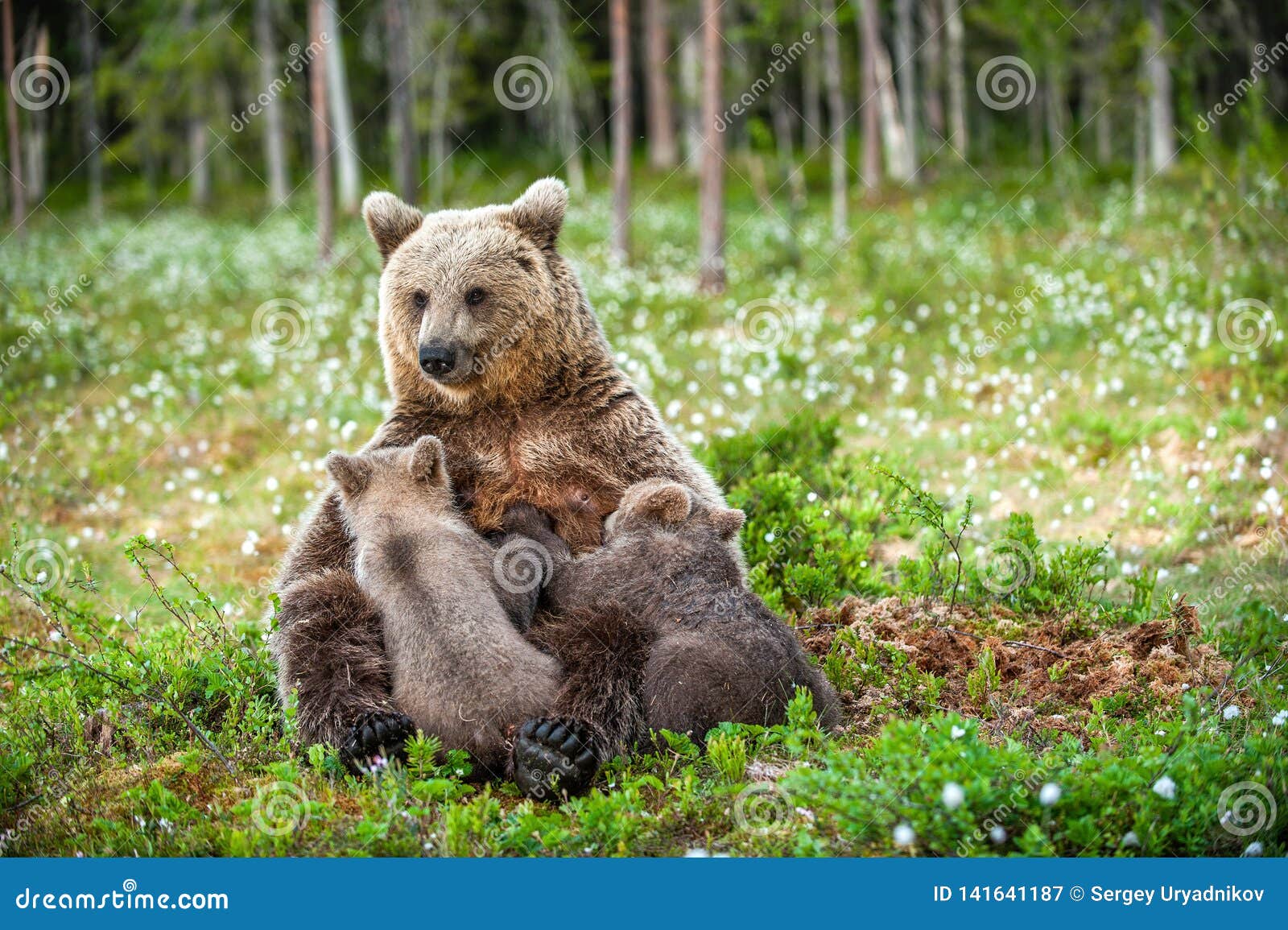 She-Bear Feeding Breast Milk Cubs. Brown Bear, Scientific Name: Ursus ... She-Bear Feeding Breast Milk Cubs. Brown Bear, Scientific Name: Ursus ...