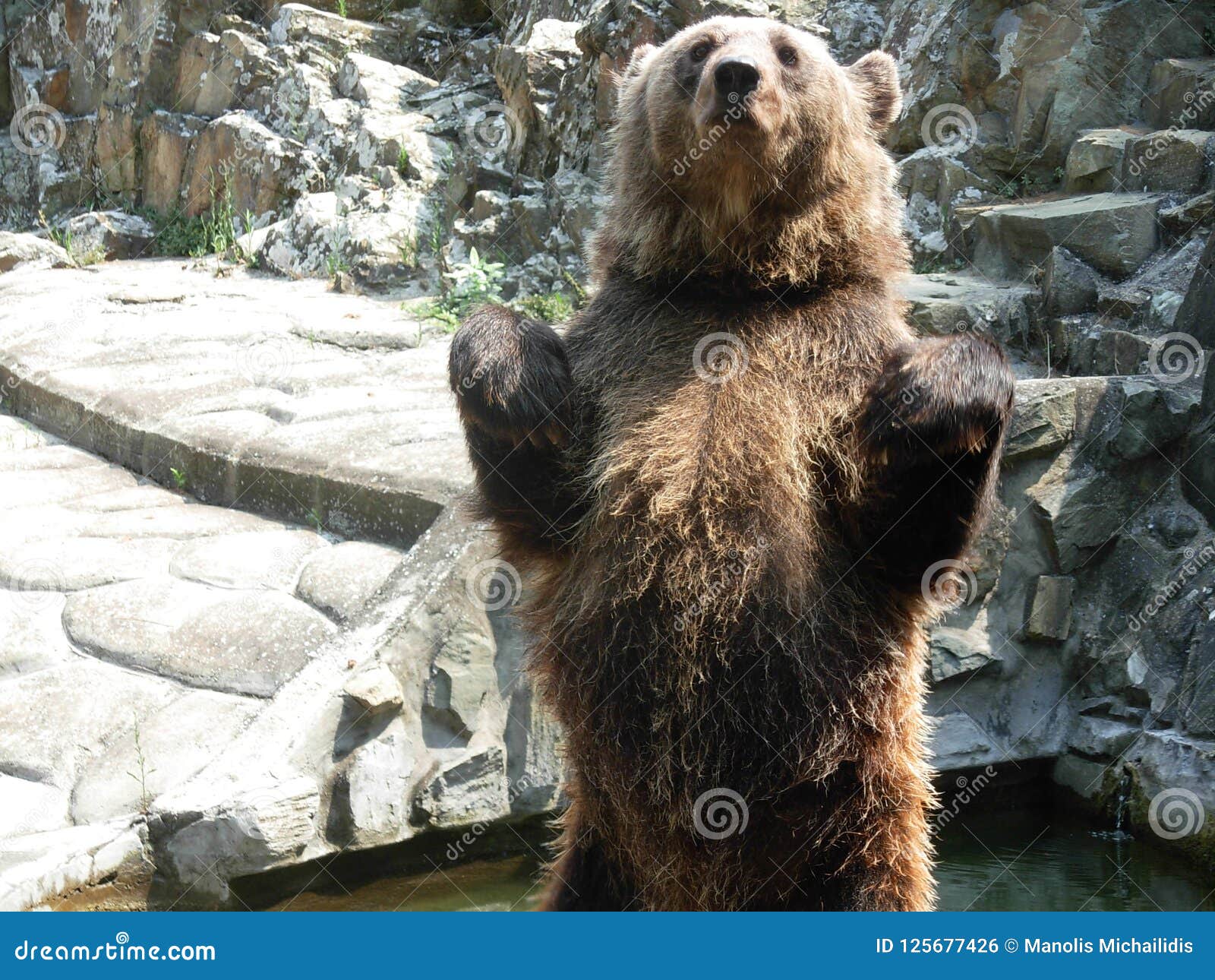 Bear on 2 feet stock photo. Image of bears, bear, feet - 125677426