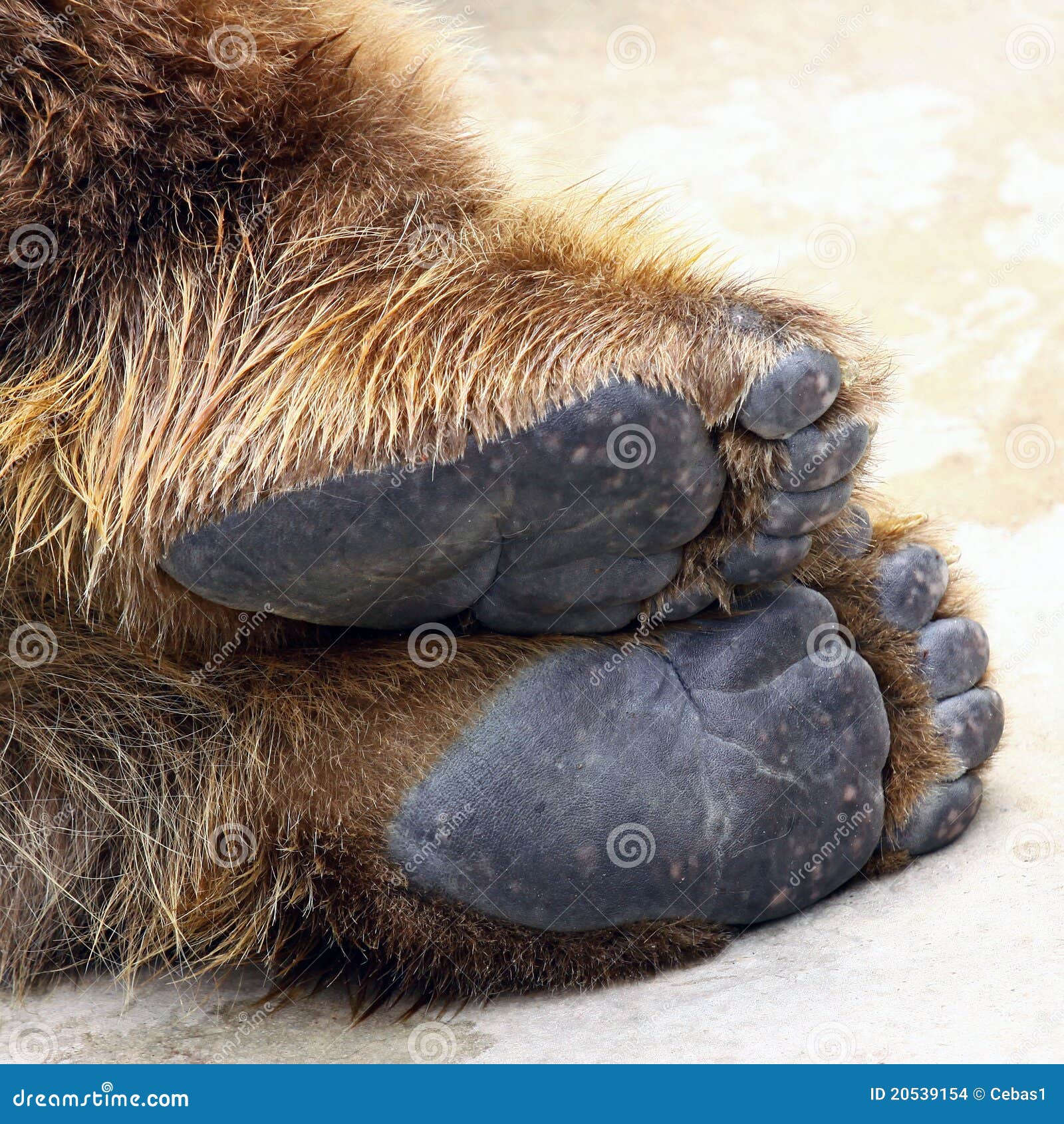 Bear feet stock photo. Image of feet, relaxation, skin - 20539154